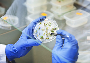 Our Services | NXT Bioscience